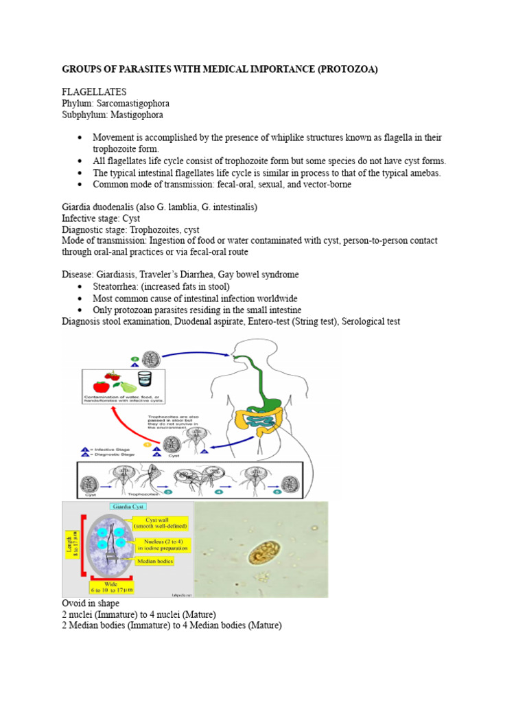 Trans - Groups of Parasites With Medical Importance (Flagellates and ...
