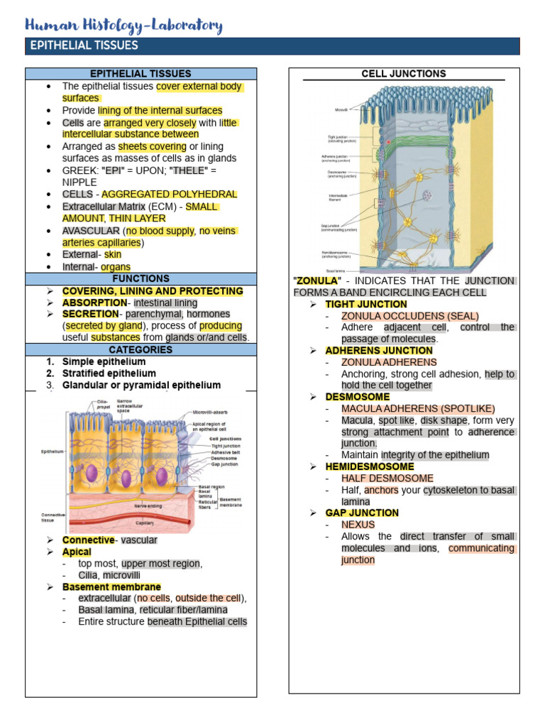 Overview of Epithelial Tissues | PDF | Epithelium | Anatomy