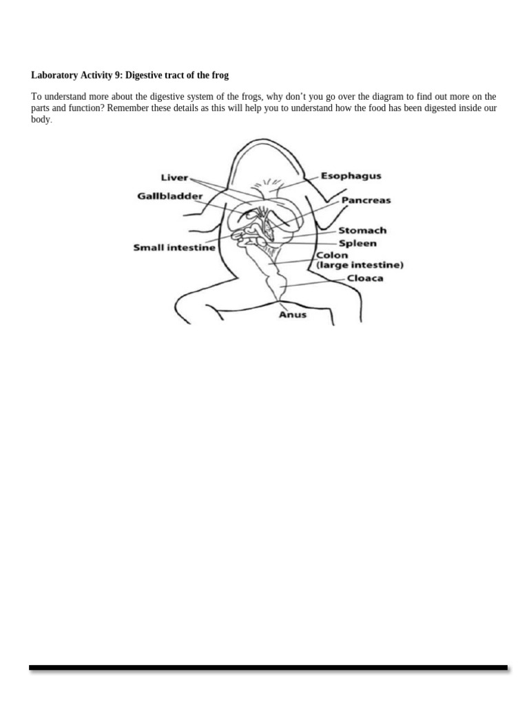Frog Digestive System Activity | PDF | Gastrointestinal Tract | Small ...