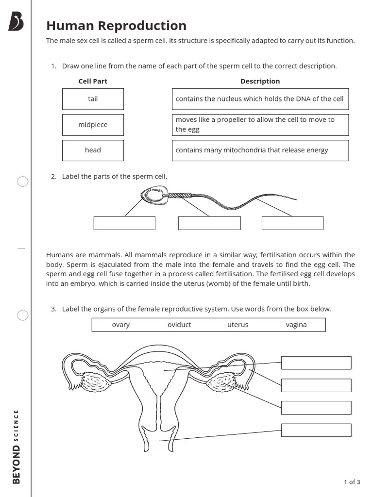 Human Reproduction Homework Worksheet LA | PDF | Fertilisation | Human ...