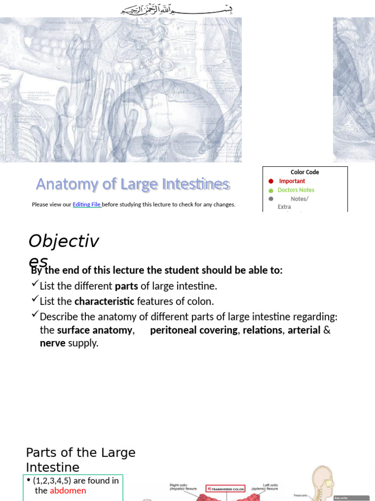 Lecture 13 Anatomy of Large Intestine D-SUM UP ALL | PDF | Large ...