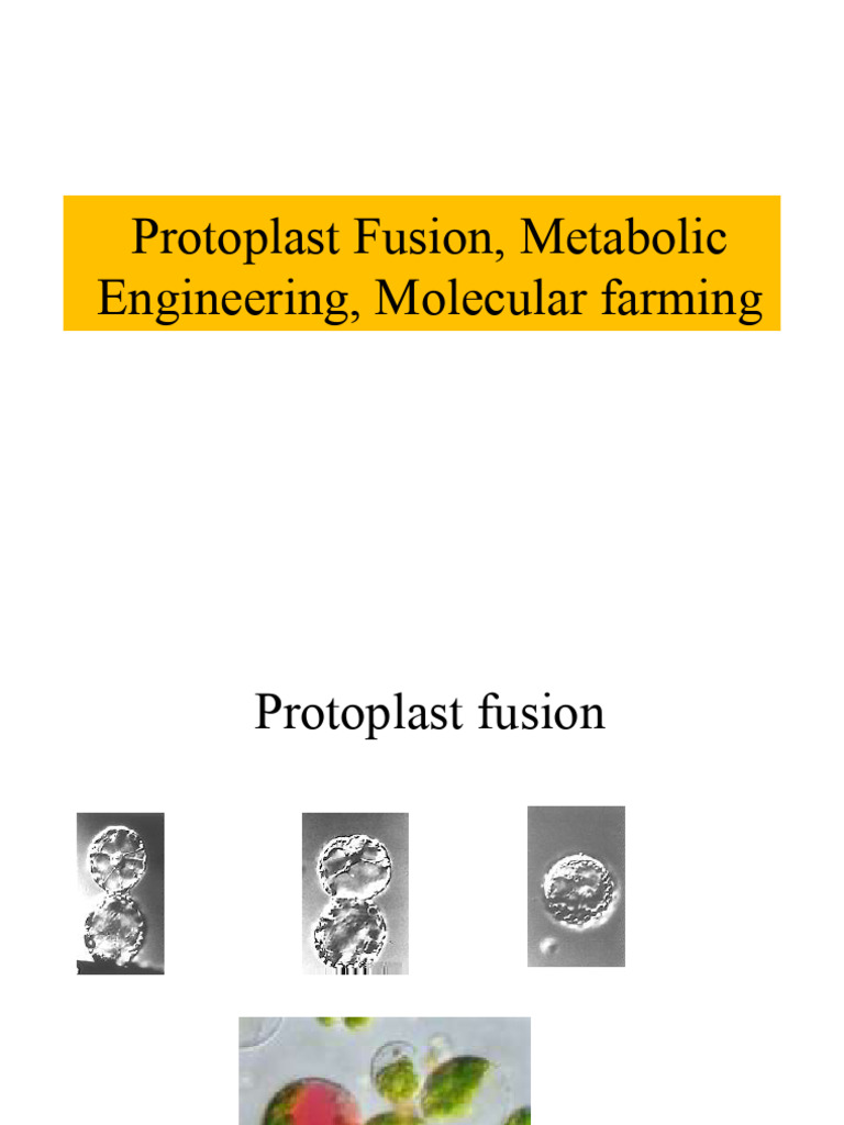 Lec 13 None Protoplast Fusion, Metabolic Engin, Molecular Farmig | PDF ...