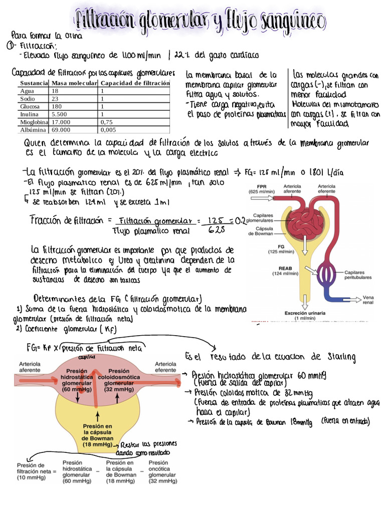 Filtrado Glomerular | PDF | Riñón