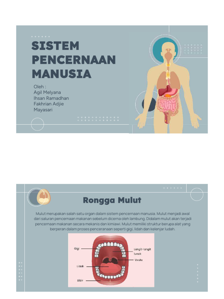 Sistem Pencernaan Mulut | PDF