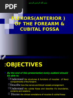 Membrum Superius (Forearm - Hand) | PDF | Thumb | Limbs (Anatomy)
