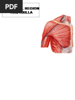 The Axilla Region - Borders - Contents - TeachMeAnatomy | PDF | Arm ...