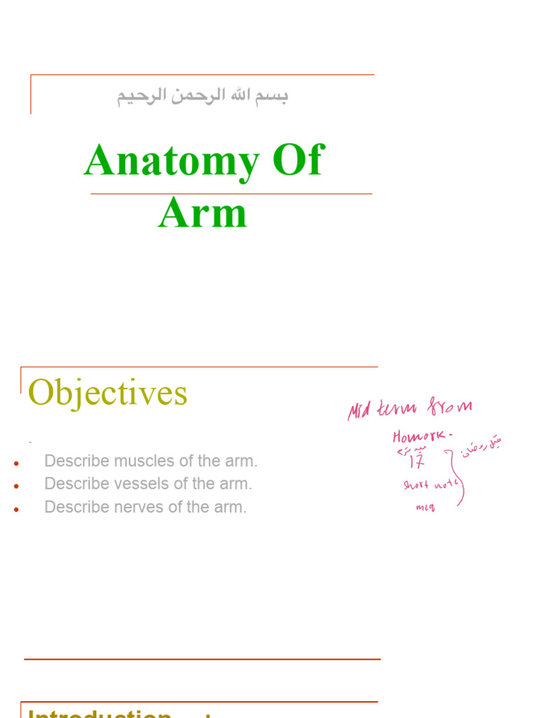 Anatomy of Arm Lecture 1 | PDF | Arm | Elbow