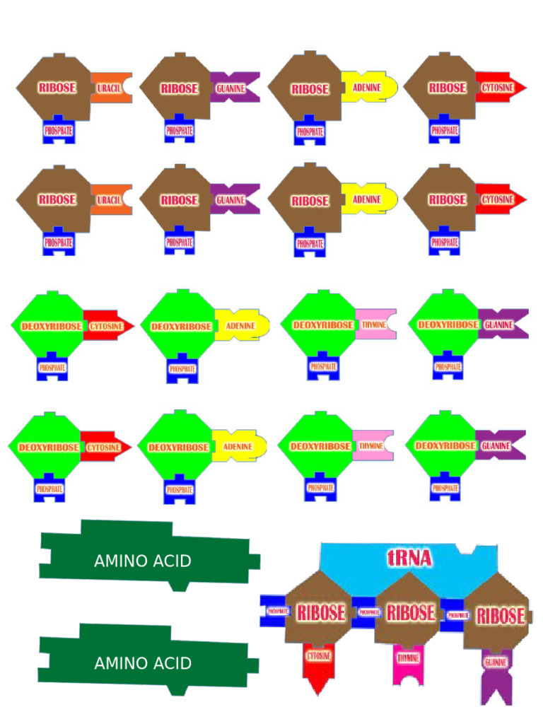 Dna Rna Templates | PDF