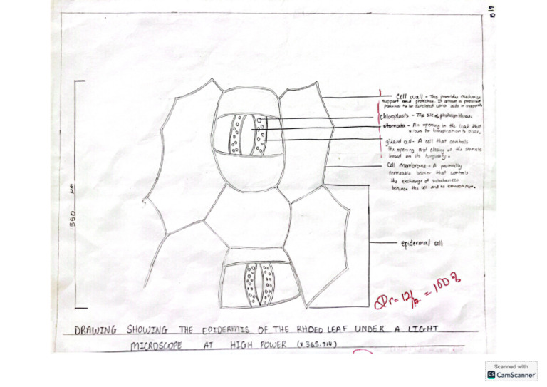 Rhoeo Leaf | PDF