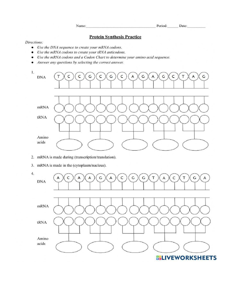 Protein Synthesis Worksheet Pdf