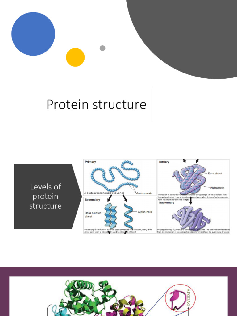 Protien StructurE (1) | PDF | Beta Sheet | Alpha Helix