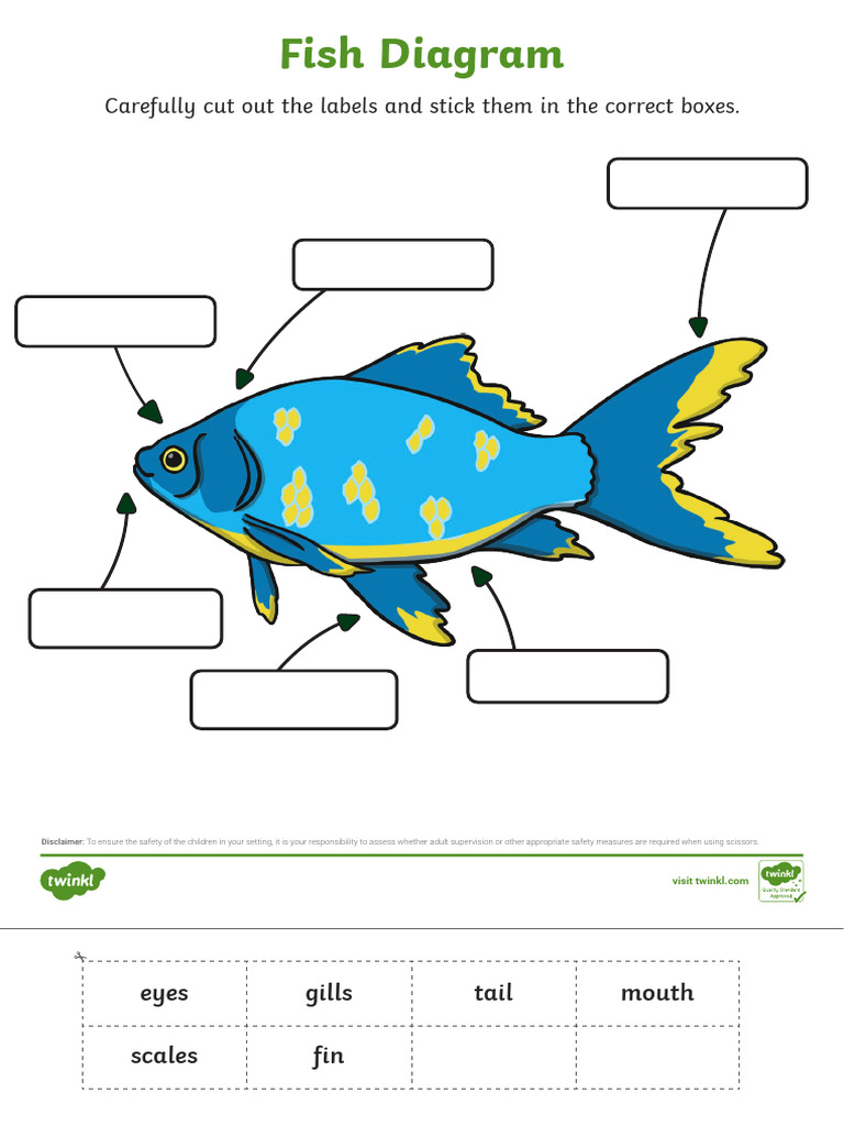 Parts of a Fish Diagram Activity | PDF