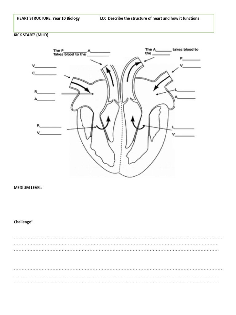 Heart Structure Worksheet for Biology | PDF