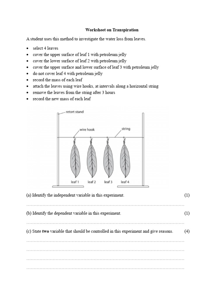 Worksheet On Transpiration | PDF | Leaf