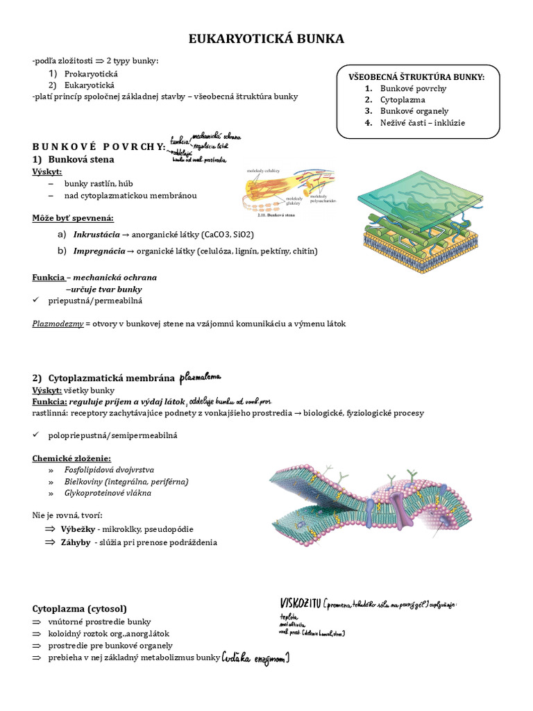 Eukaryotická Bunka | PDF