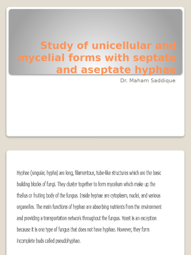 Fungal Hyphae Practical | PDF