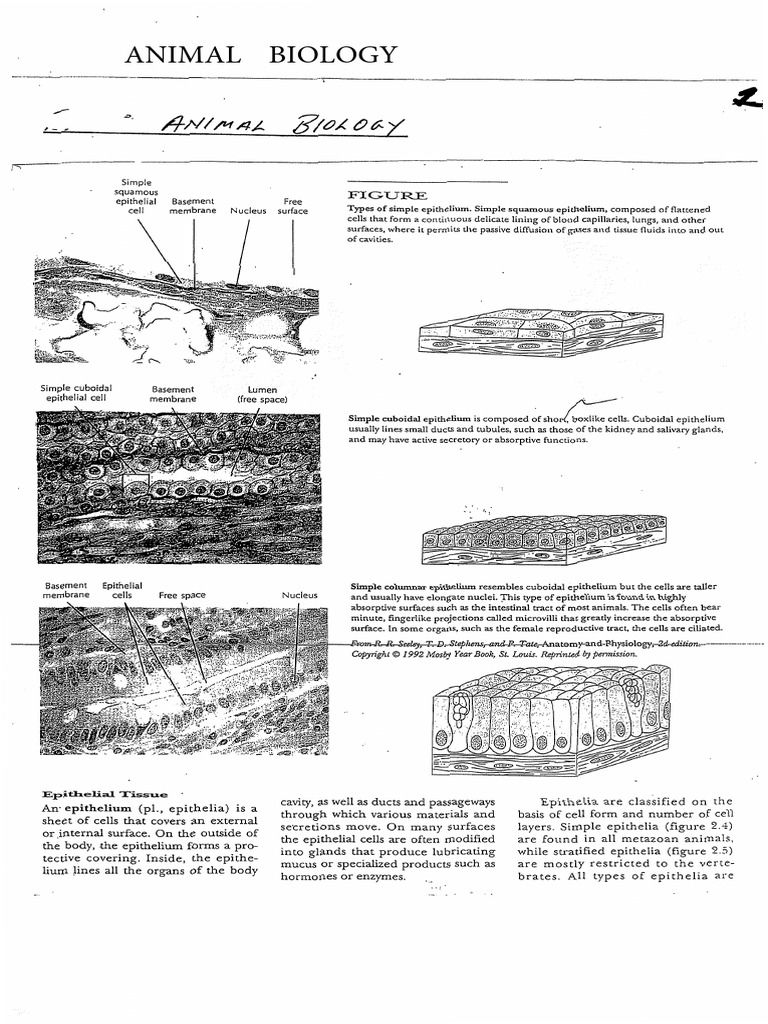 Animal Biology 1 | PDF