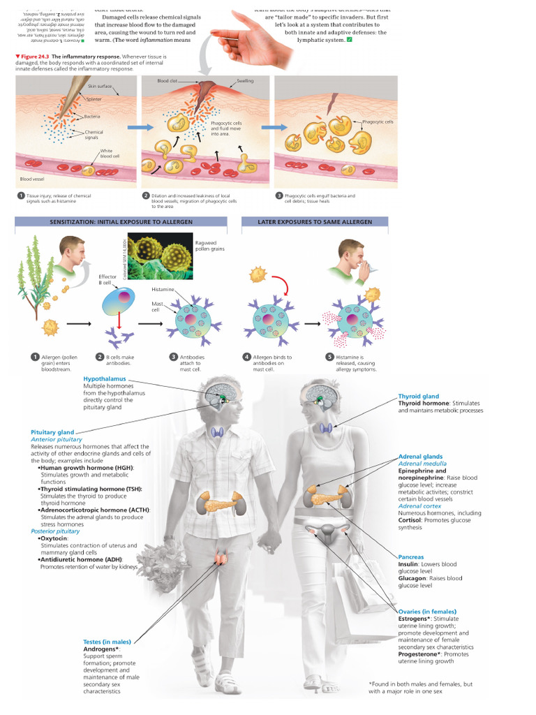 Bio CH 16 and 17 Imp Diagrams 2 | PDF