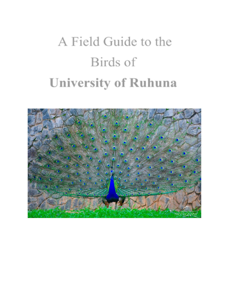 Bird Guide University | PDF | Birds Of Eurasia | Holarctic Birds