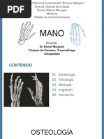 Huesos y Articulaciones de La Mano y Muñeca | PDF | Mano | Extremidades ...