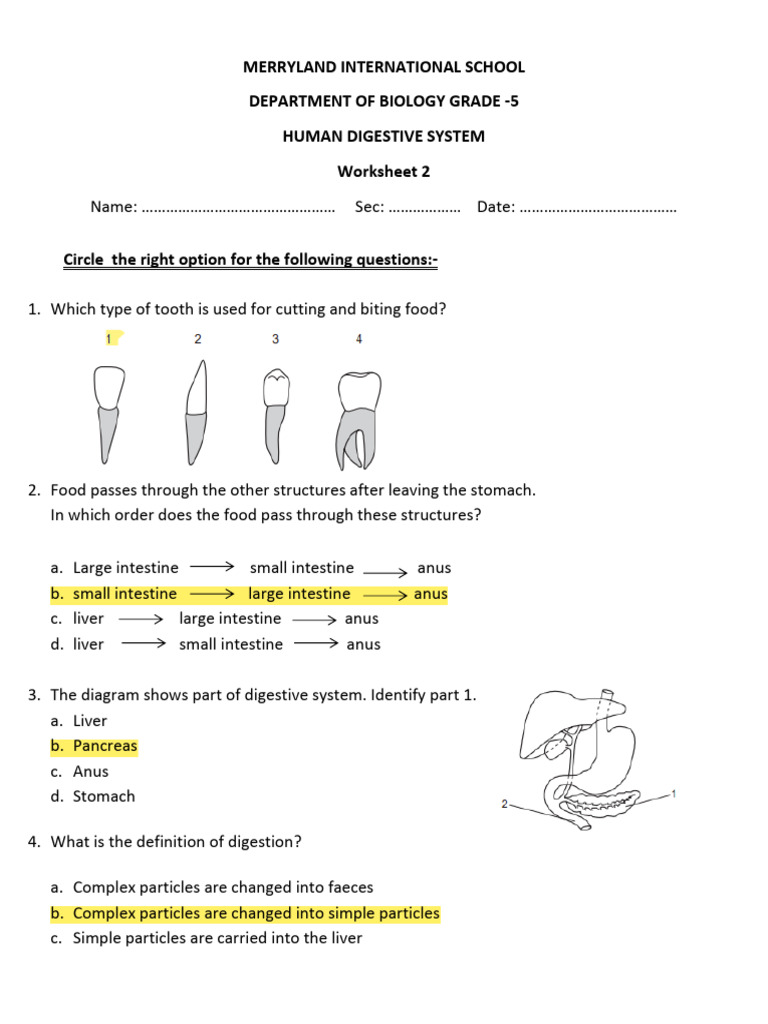 Digestive System 3 Answerkey | PDF | Digestion | Gastrointestinal Tract