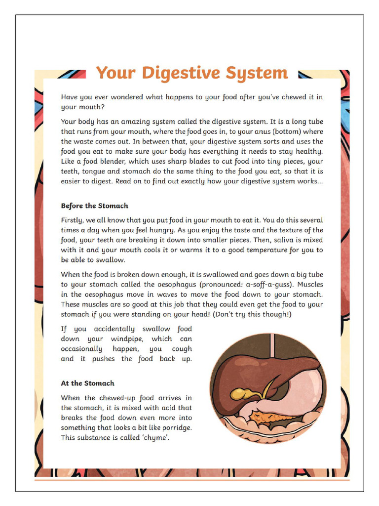 Digestive System Reading Worksheet Answerkey | PDF