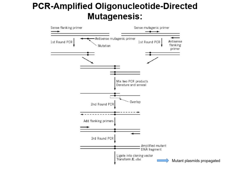PCR Mediated Mutagenesis | PDF
