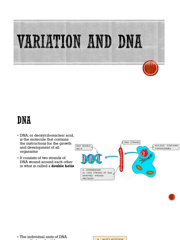 Variation and dna (1) | PDF | Dna | Mutation