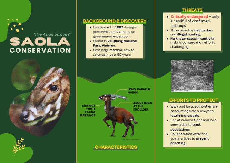 [SAOLA] PDF BROCHURE | PDF