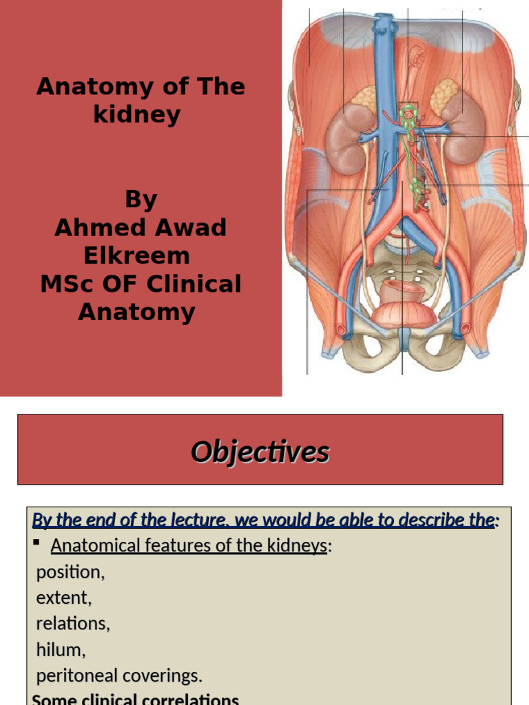Kidney | PDF | Kidney | Abdomen