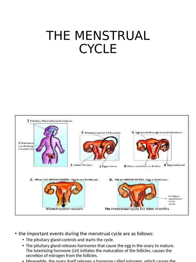Understanding the Menstrual Cycle | PDF | Menstrual Cycle | Women's Health
