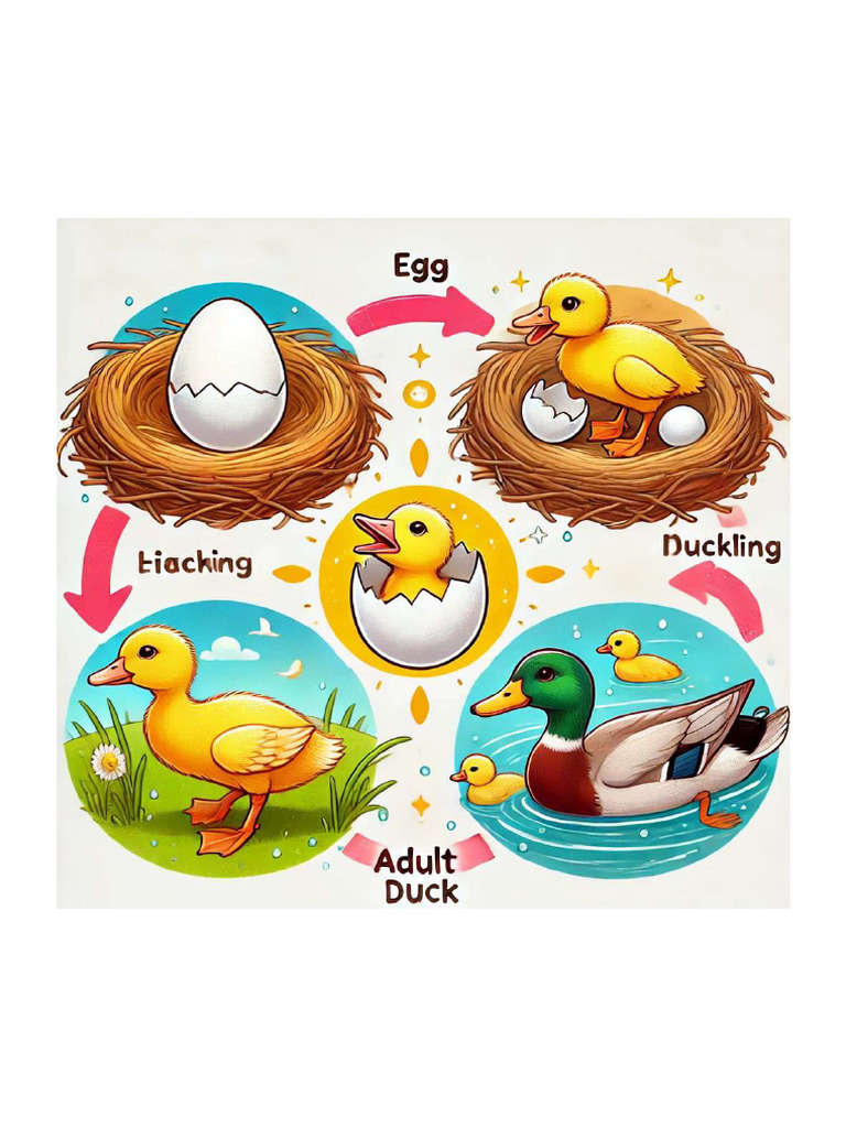 Life Cycle of Duck | PDF