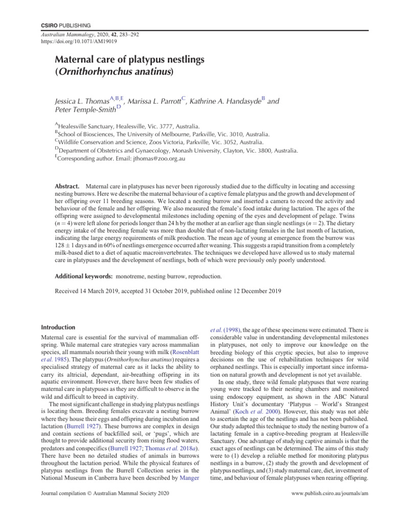 Maternal Care in Platypus Nestlings | PDF | Birds | Zoology