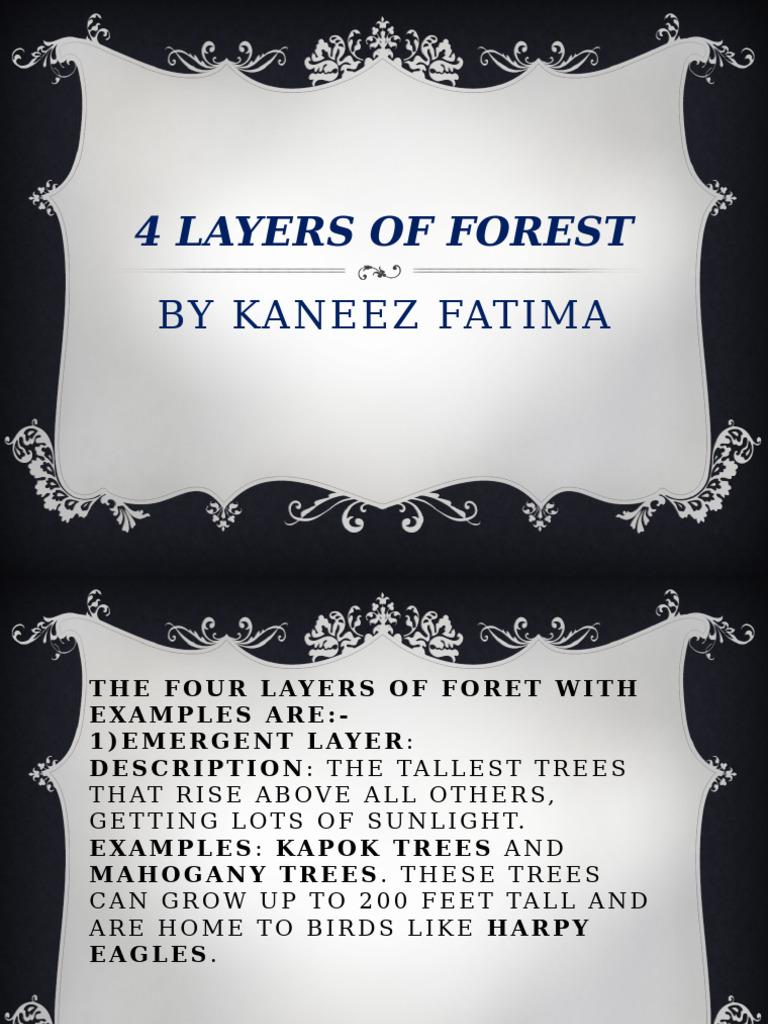Four Layers of the Forest Explained | PDF