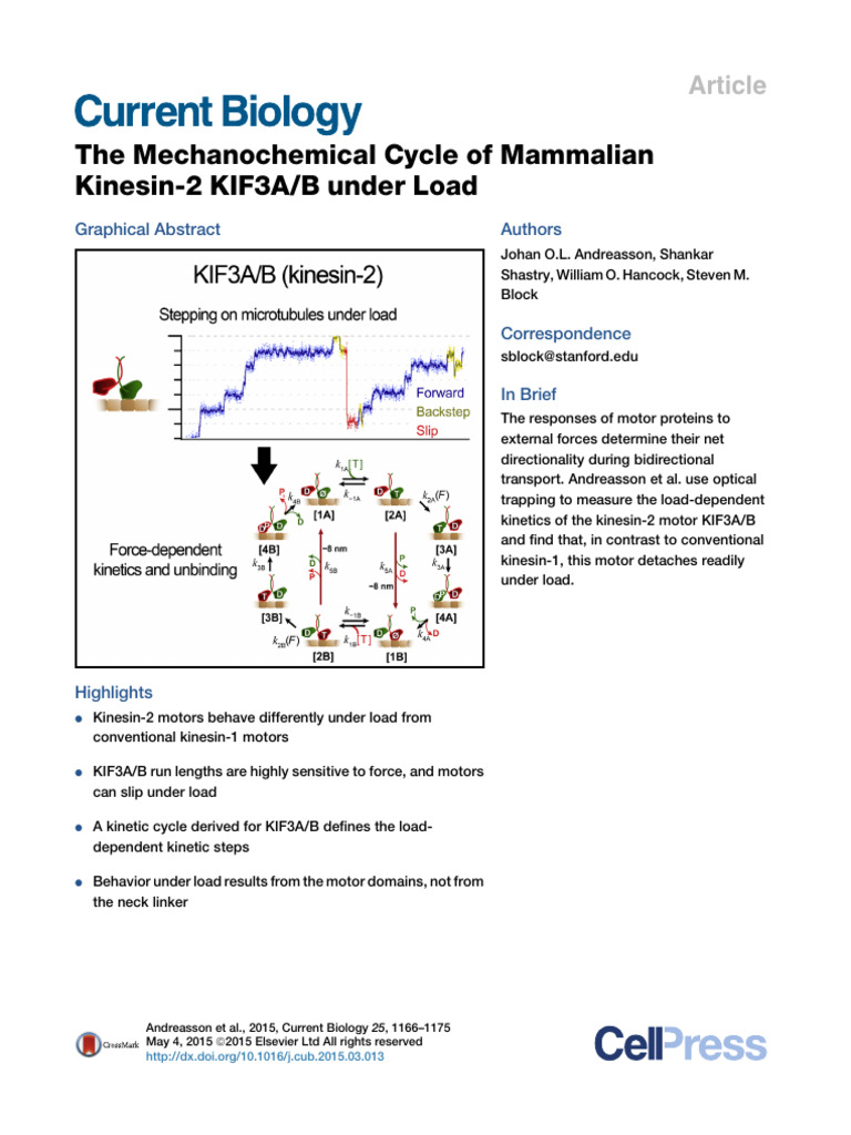 The Mechanochemical Cycle of Mammalian Kinesin - 2 | PDF | Cell Biology ...
