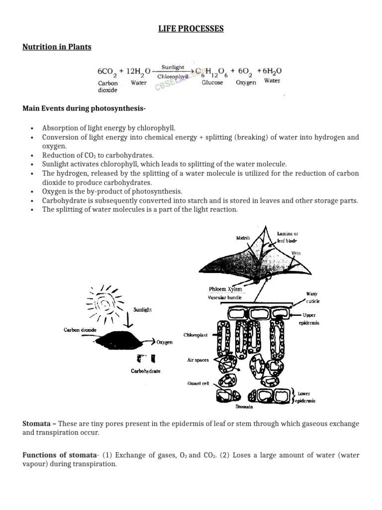 X Bio Condensed Notes for Revision | PDF | Kidney | Stoma