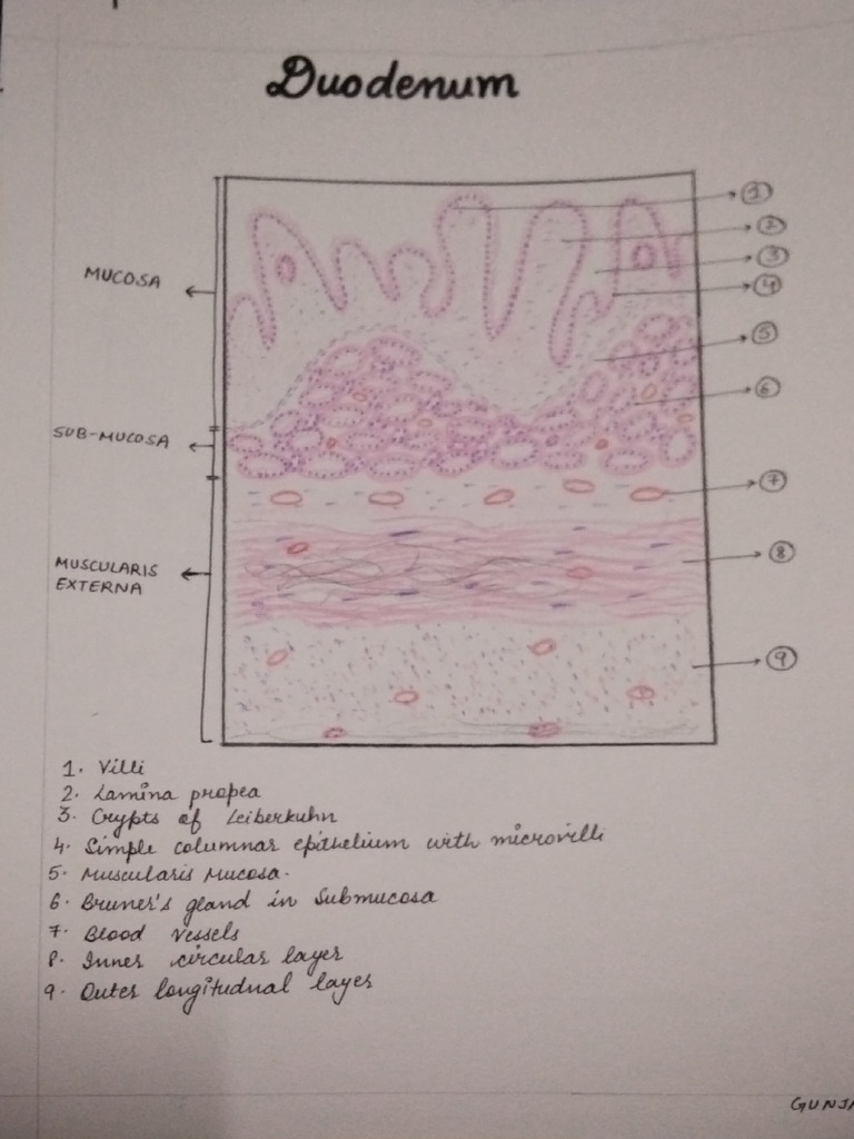duodenum histology | PDF