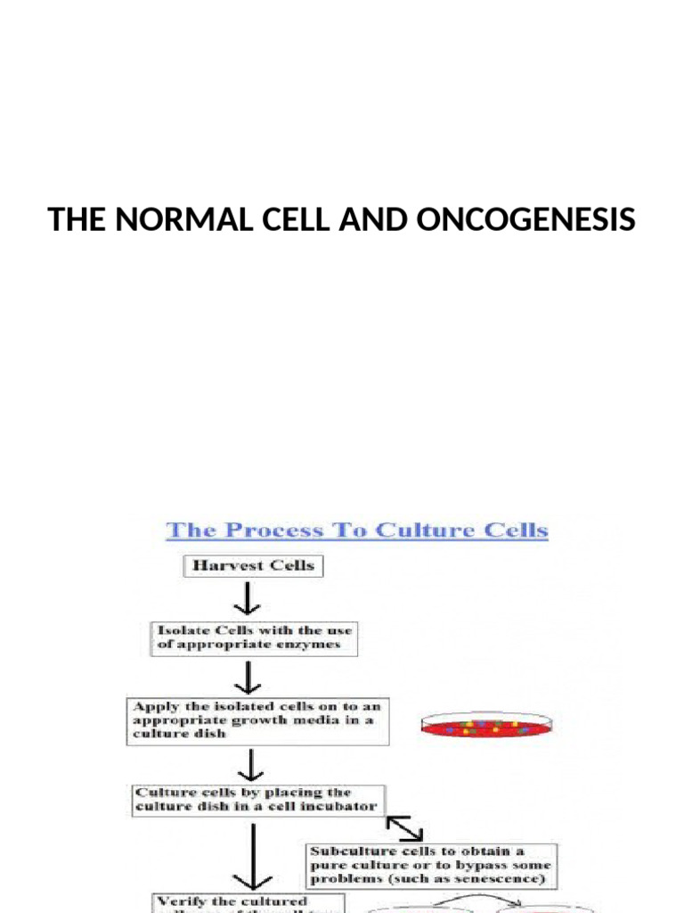 Normal Cell Growth and Oncogenesis | PDF