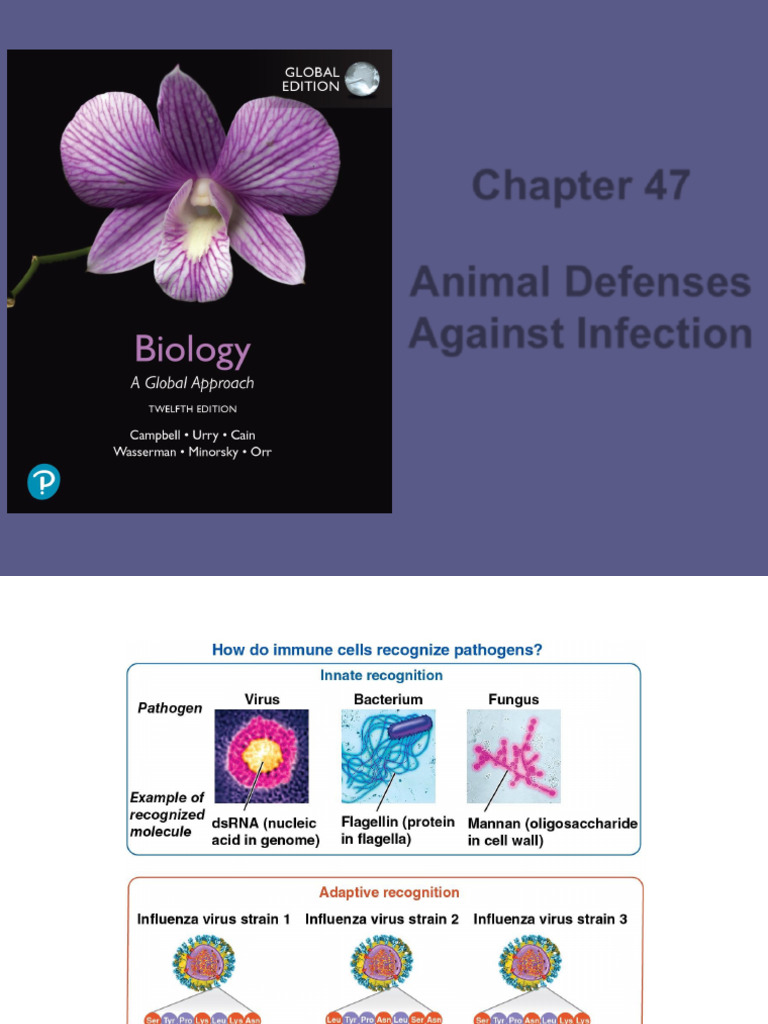 Animal Immune Defenses Explained | PDF | Immune System | Innate Immune ...