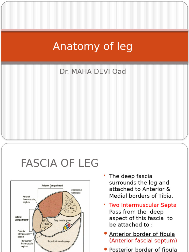 ANATOMY OF LEG (2)-1 | PDF | Human Leg | Foot
