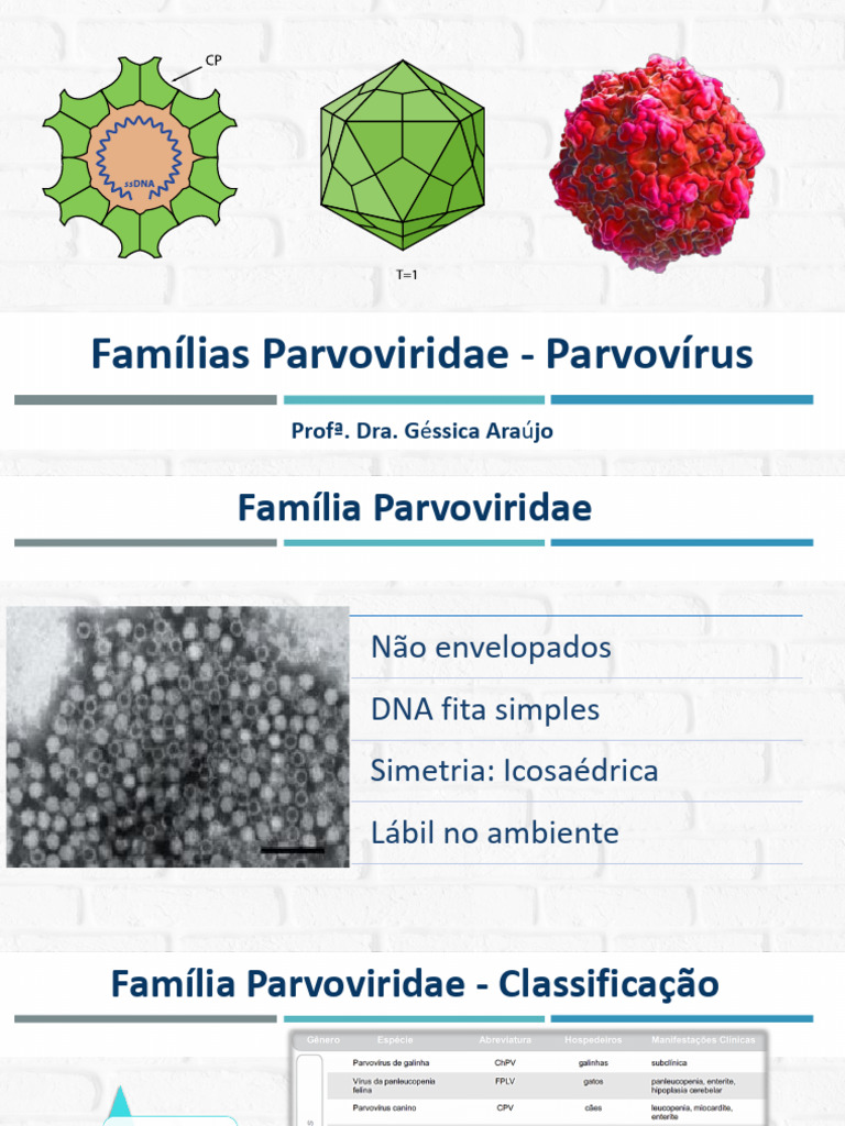 Vírus de DNA FS_ Família Parvoviridae - Parvovírus (Parvovirose canina ...