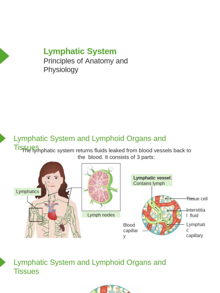 Lesson 12 Lymphatic System | PDF | Lymphatic System | Lymph