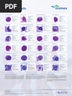 Lymphocyte Morphology | PDF | Lymphocyte | Medical Specialties
