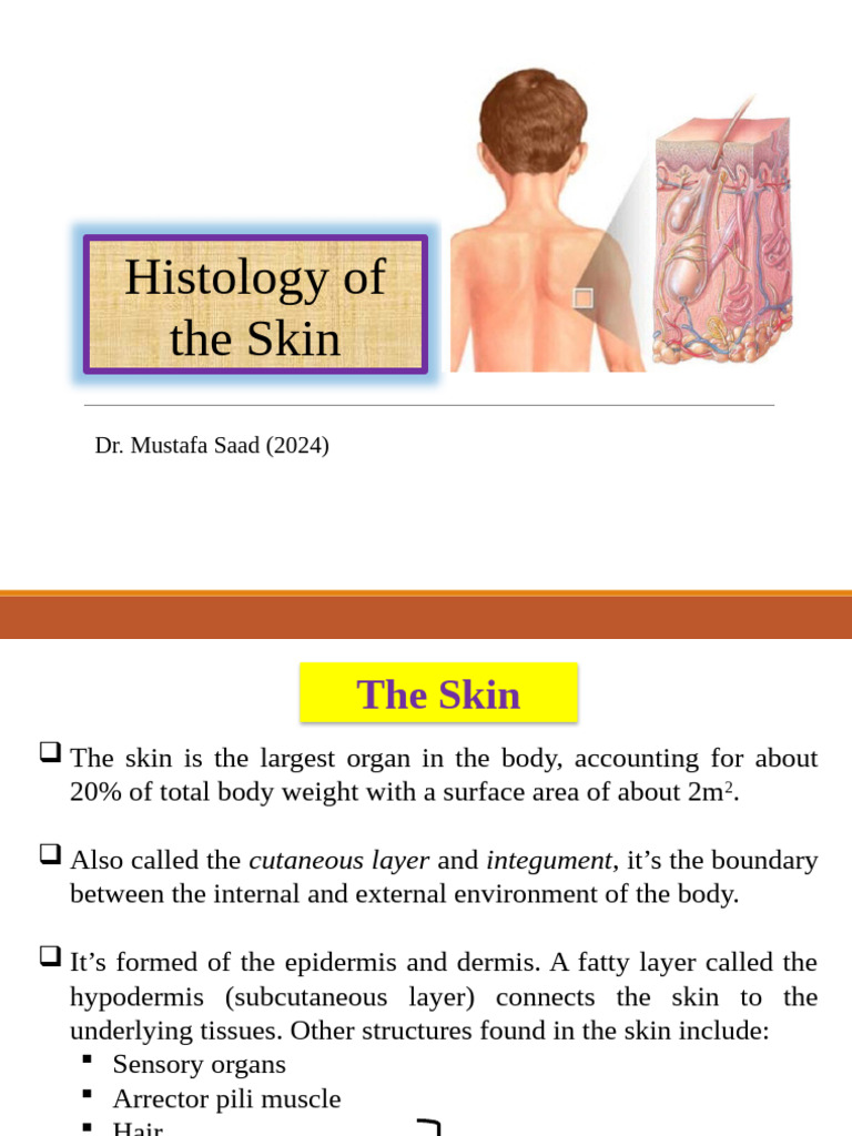 Skin Histology: Structure and Functions | PDF | Skin | Epidermis
