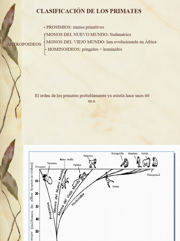 Clasificación y Evolución de Primates | PDF | Homo | Mono