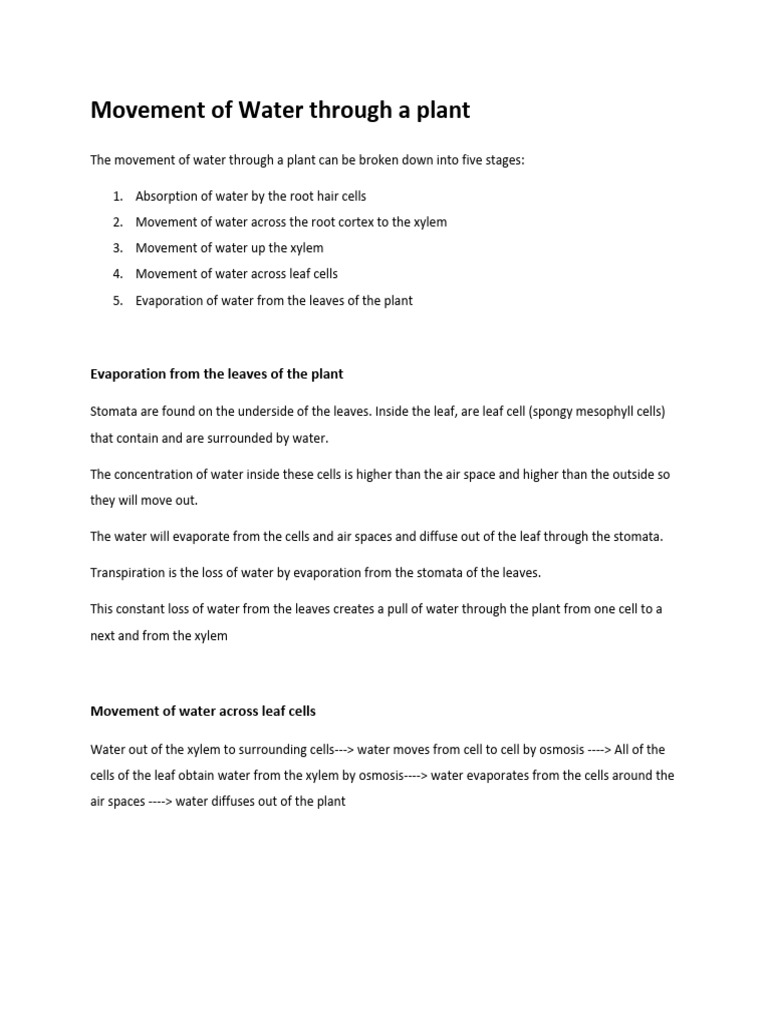 Movement of Waater Through A Plant | PDF | Leaf | Root