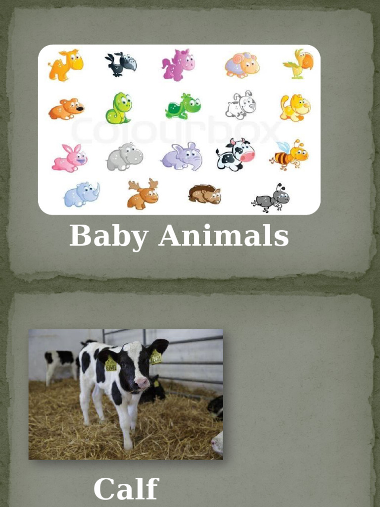 Baby Animals | PDF
