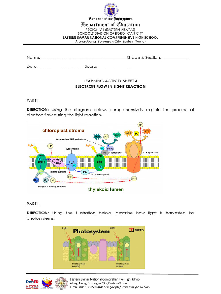 LESSON 3. Q2 MODULE 10 Electron Flow in Light Reaction | PDF