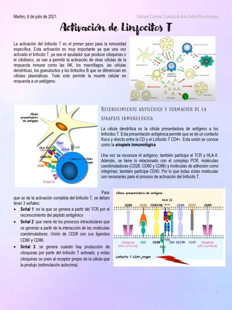 Activación de Linfocitos T | PDF | Célula T | T Helper Cell