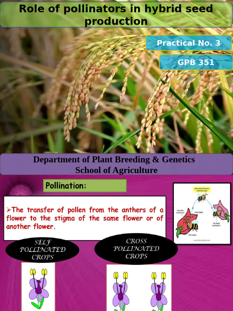 Exercise 3 Role of Pollinators | PDF | Pollination | Bees